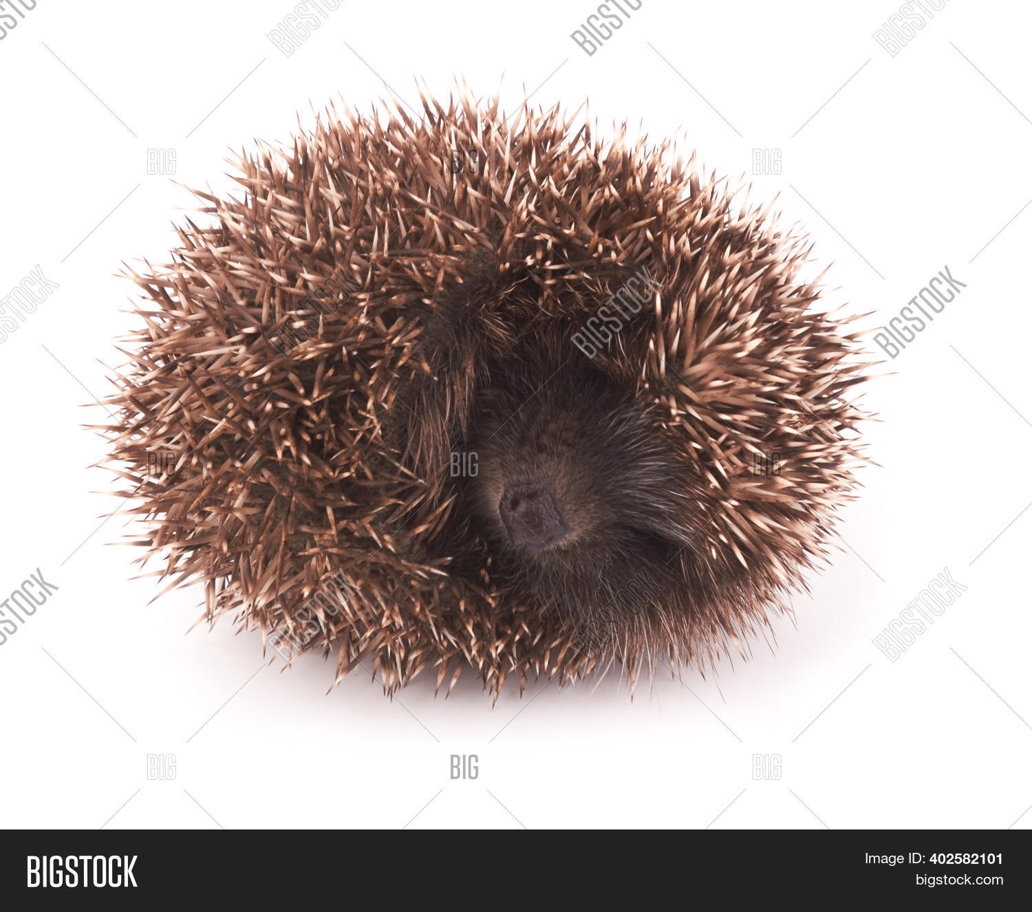 Little Hedgehog Spiky Image & Photo (Free Trial) | Bigstock