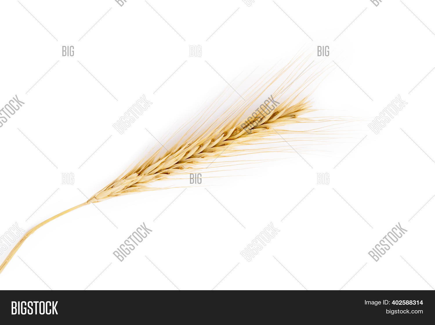 Harvested Grain, Rye Image & Photo (Free Trial) | Bigstock