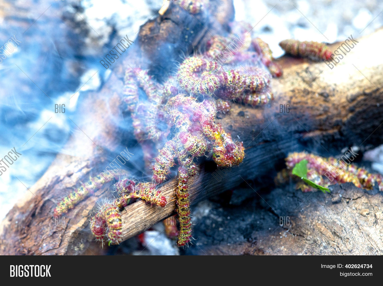 Burn Worm Eliminate Image & Photo (Free Trial) | Bigstock