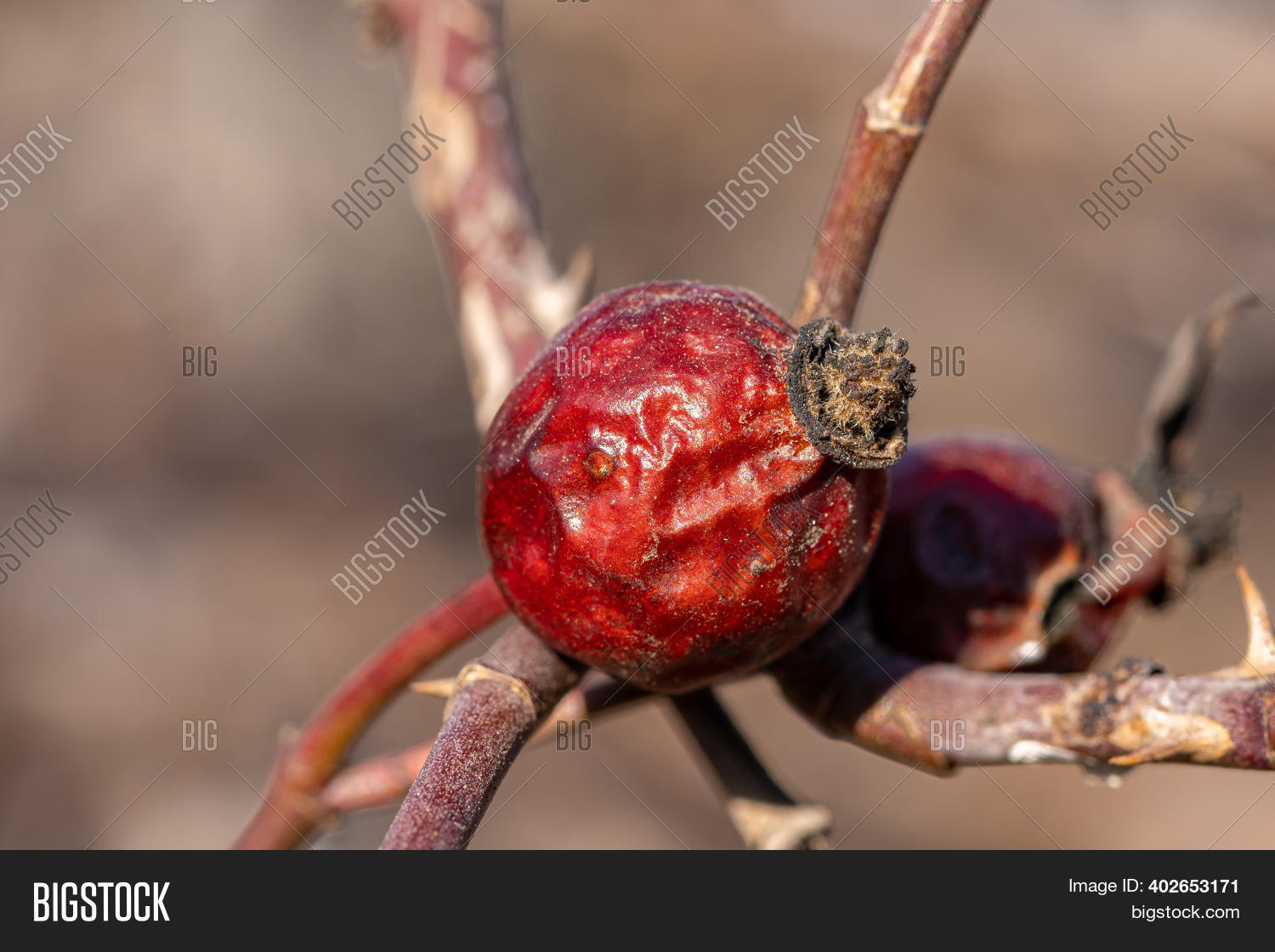 Red Rose Hips Dog Rose Image & Photo (Free Trial) | Bigstock