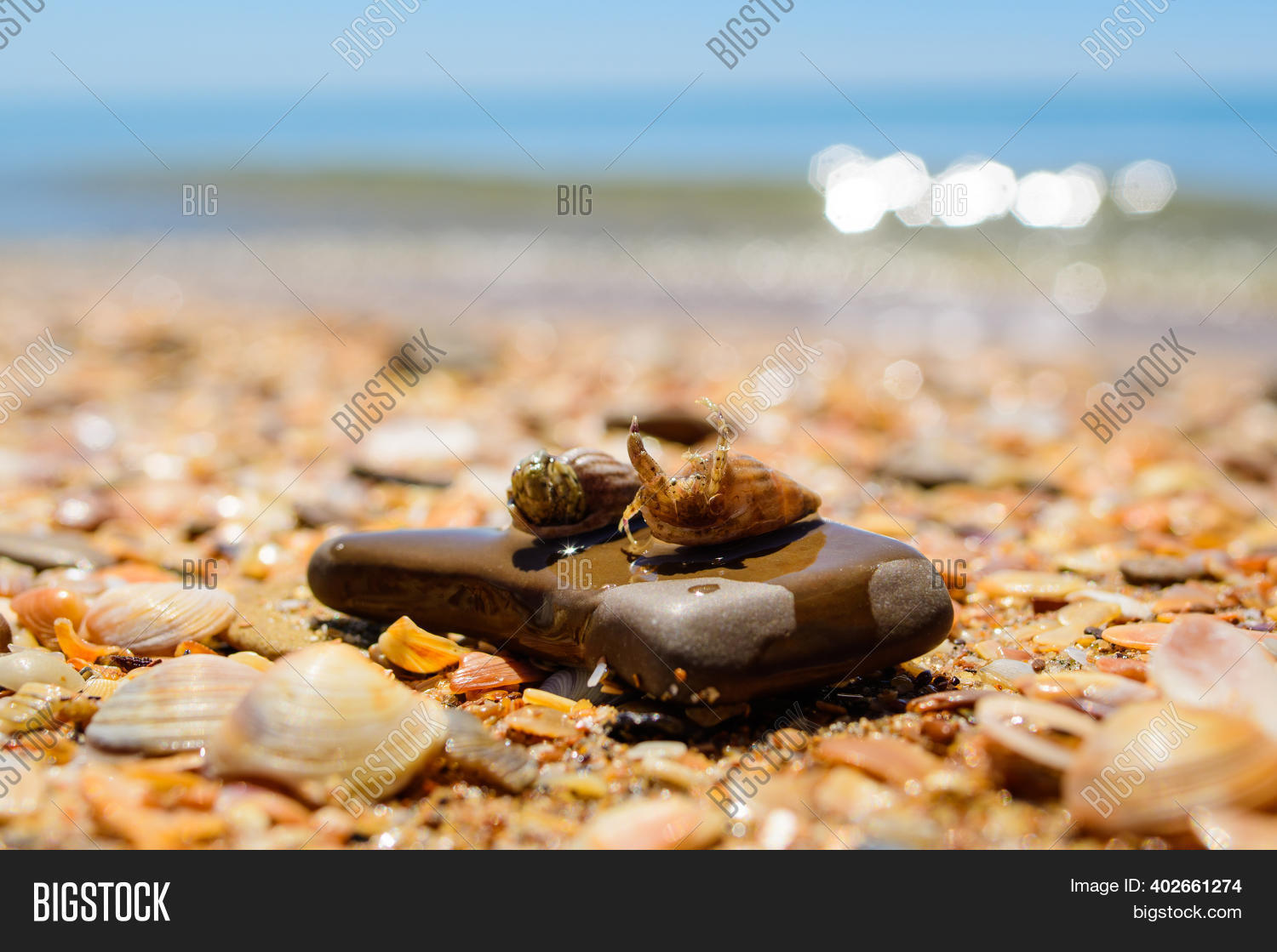 Two Small Shells Live Image & Photo (Free Trial) | Bigstock