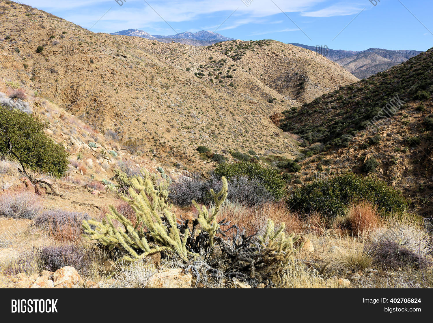 Cacti Chaparral Plants Image & Photo (Free Trial) | Bigstock