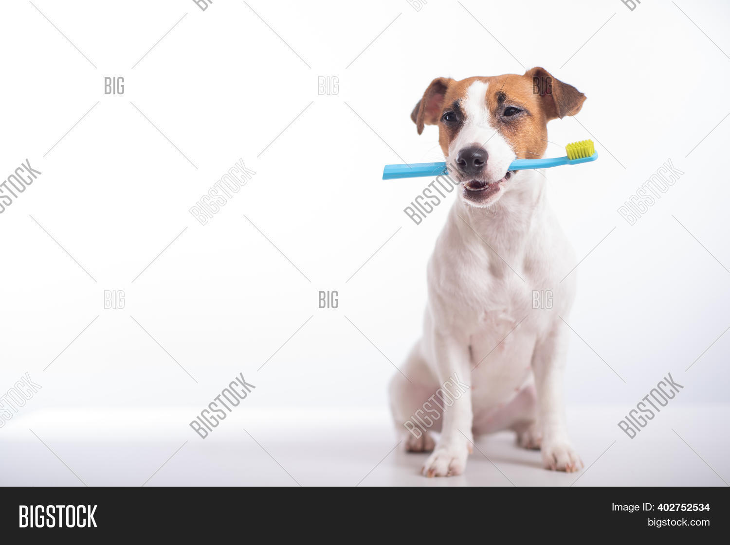Smart Dog Jack Russell Image & Photo (Free Trial) | Bigstock