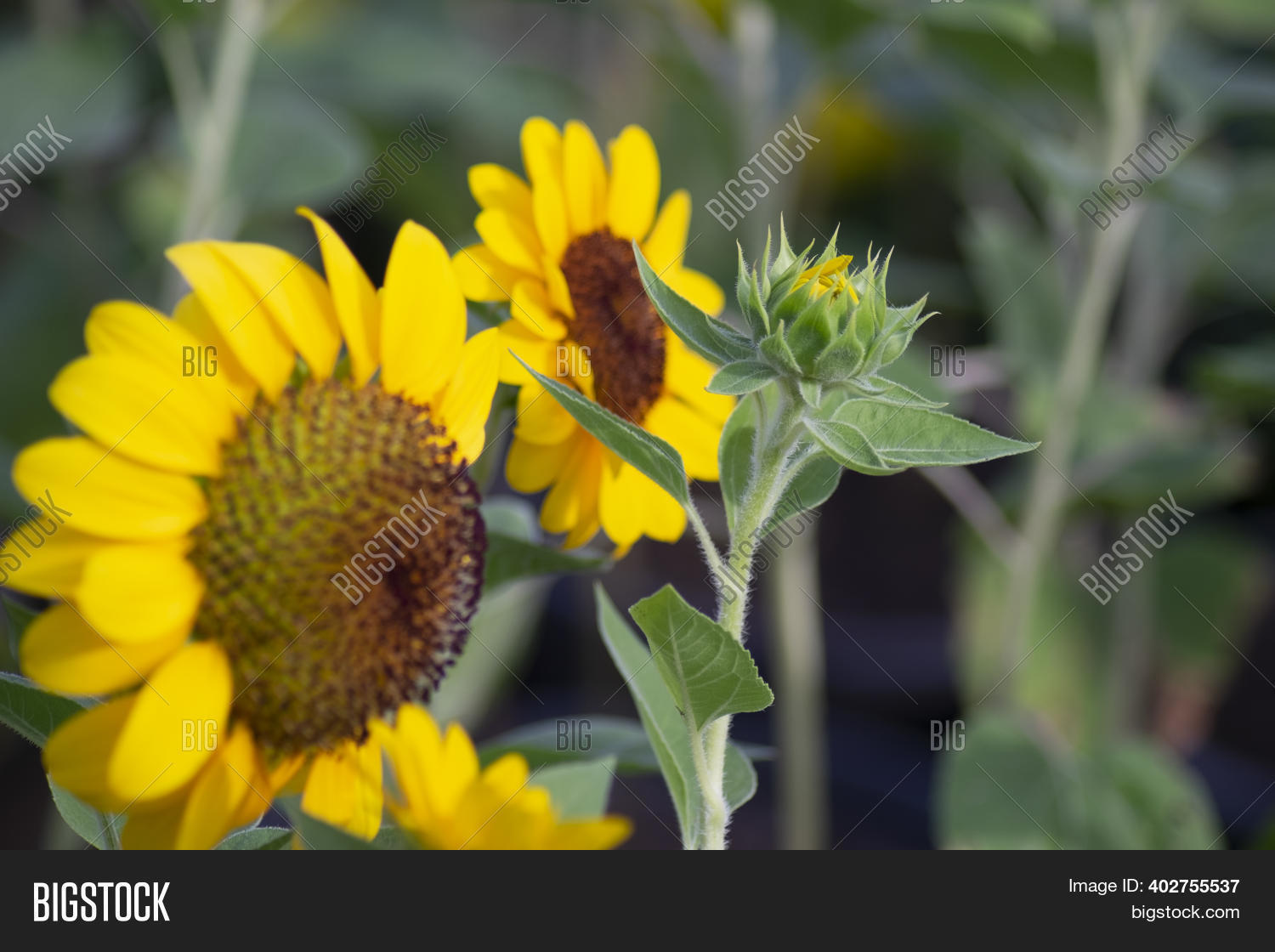 Close Sunflower Image & Photo (Free Trial) | Bigstock