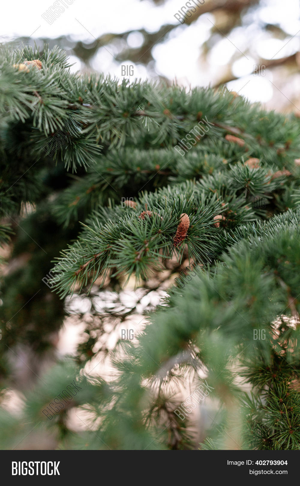 Spruce Pine Cedar Fir Image & Photo (Free Trial) | Bigstock