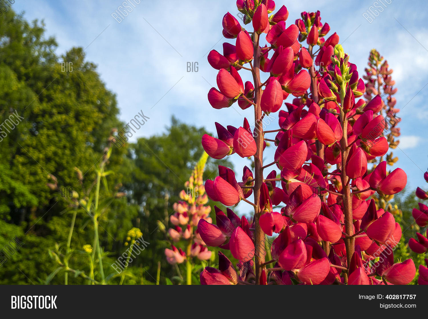Red Lupinus Image & Photo (Free Trial) | Bigstock