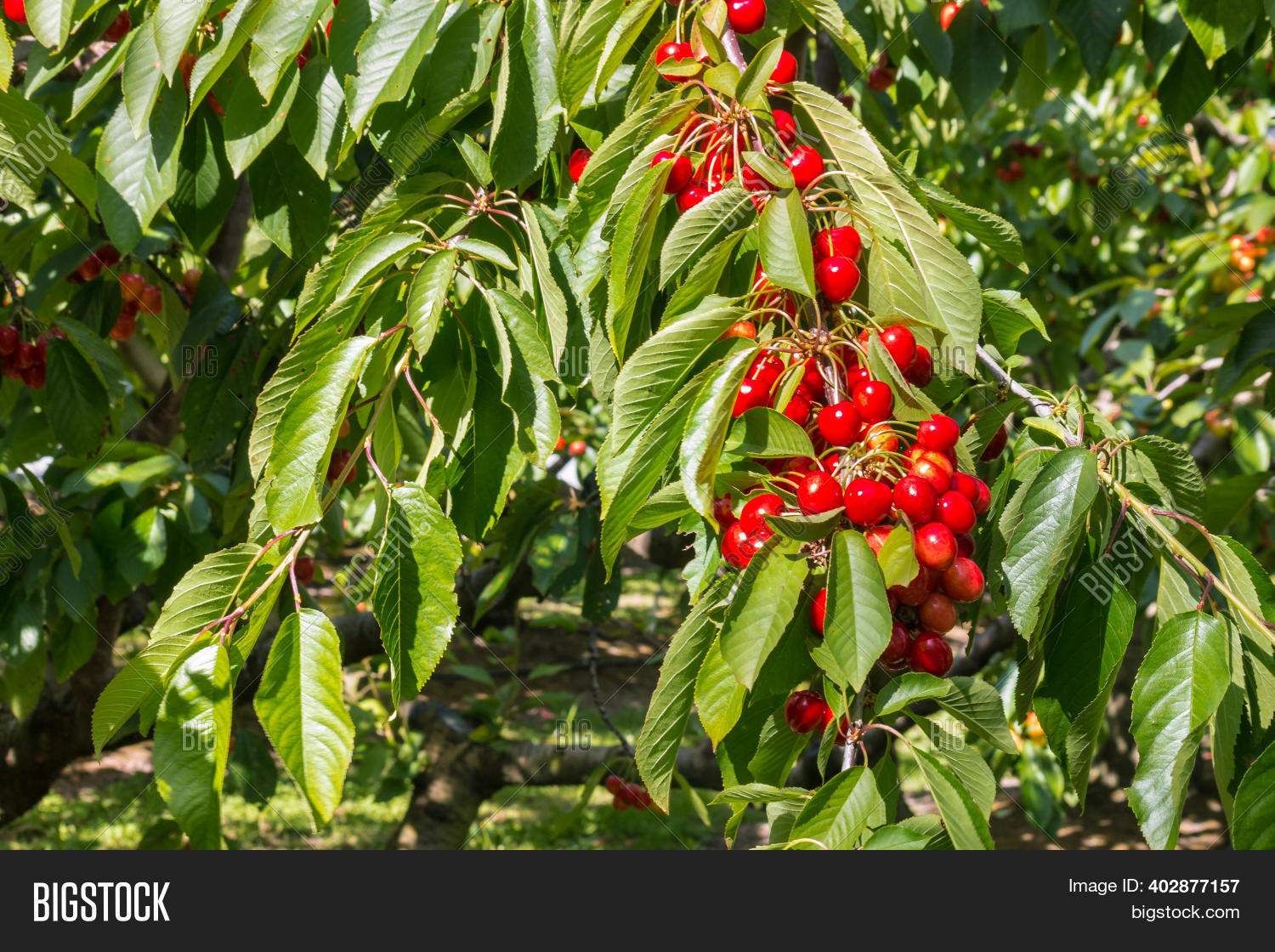 Cherry Tree Branch Image & Photo (Free Trial) | Bigstock