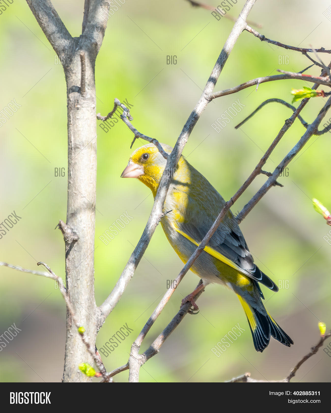 Green Yellow Songbird Image & Photo (Free Trial) | Bigstock
