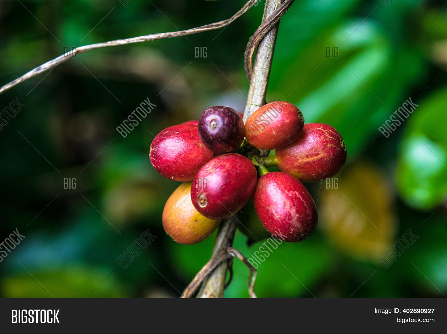 Ripe Coffee Beans On Image & Photo (Free Trial) | Bigstock
