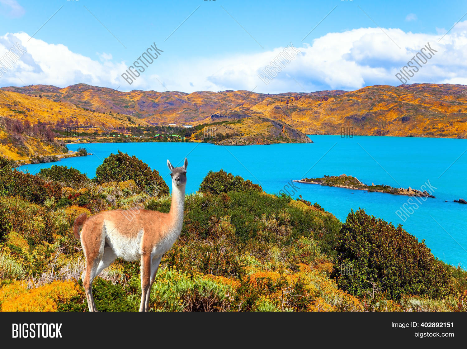 Magnificent Guanaco Image & Photo (Free Trial) | Bigstock