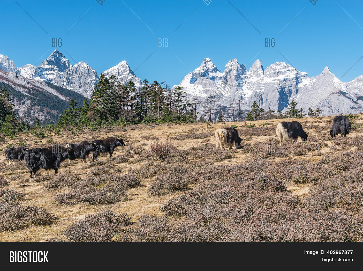 White Black Yaks Image & Photo (Free Trial) | Bigstock
