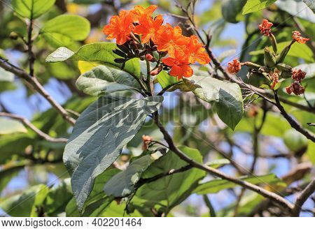 Cordia Sebestena Small Image & Photo (Free Trial) | Bigstock