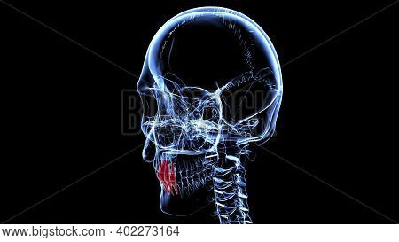 Human Teeth Incisors Image & Photo (Free Trial) | Bigstock