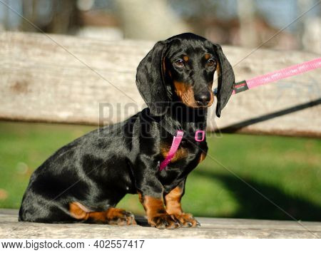 Dachshund Images, Illustrations & Vectors (Free) - Bigstock