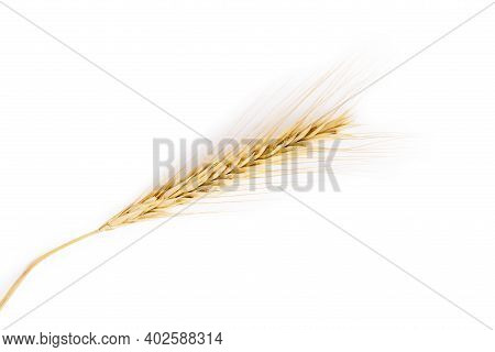 Harvested Grain, Rye Image & Photo (Free Trial) | Bigstock