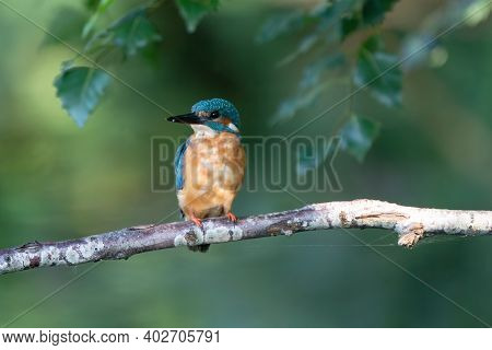 Blue Kingfisher Bird, Image & Photo (Free Trial) | Bigstock