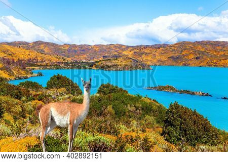 Magnificent Guanaco Image & Photo (Free Trial) | Bigstock