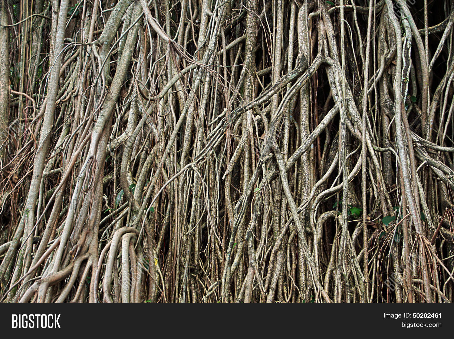 Tangle Tree Roots Image & Photo (Free Trial) | Bigstock