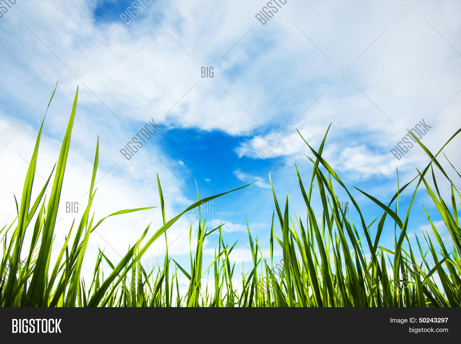 Worm's-eye View Grass Image & Photo (Free Trial) | Bigstock