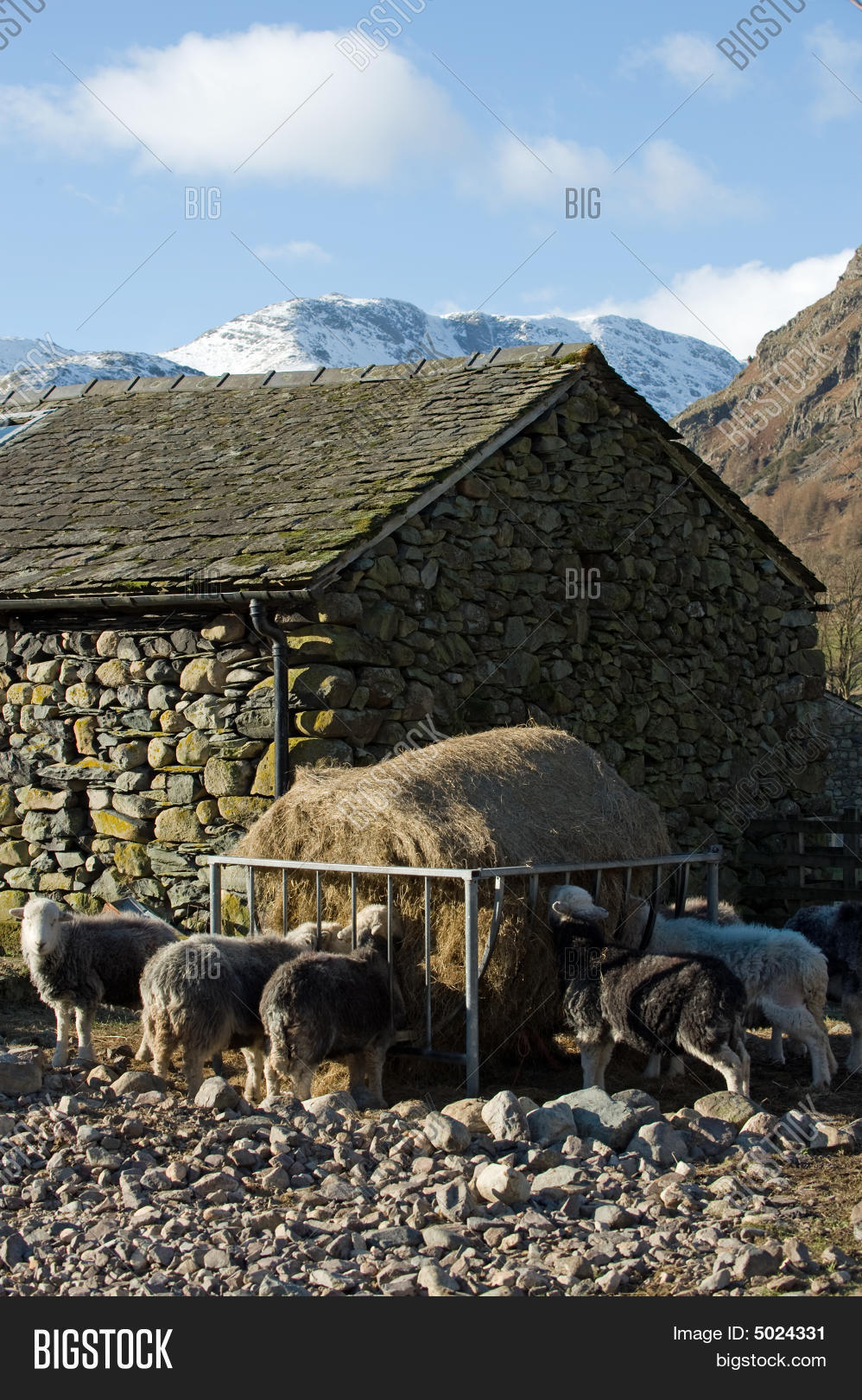 Sheep Feeding Manger Image & Photo (Free Trial) | Bigstock