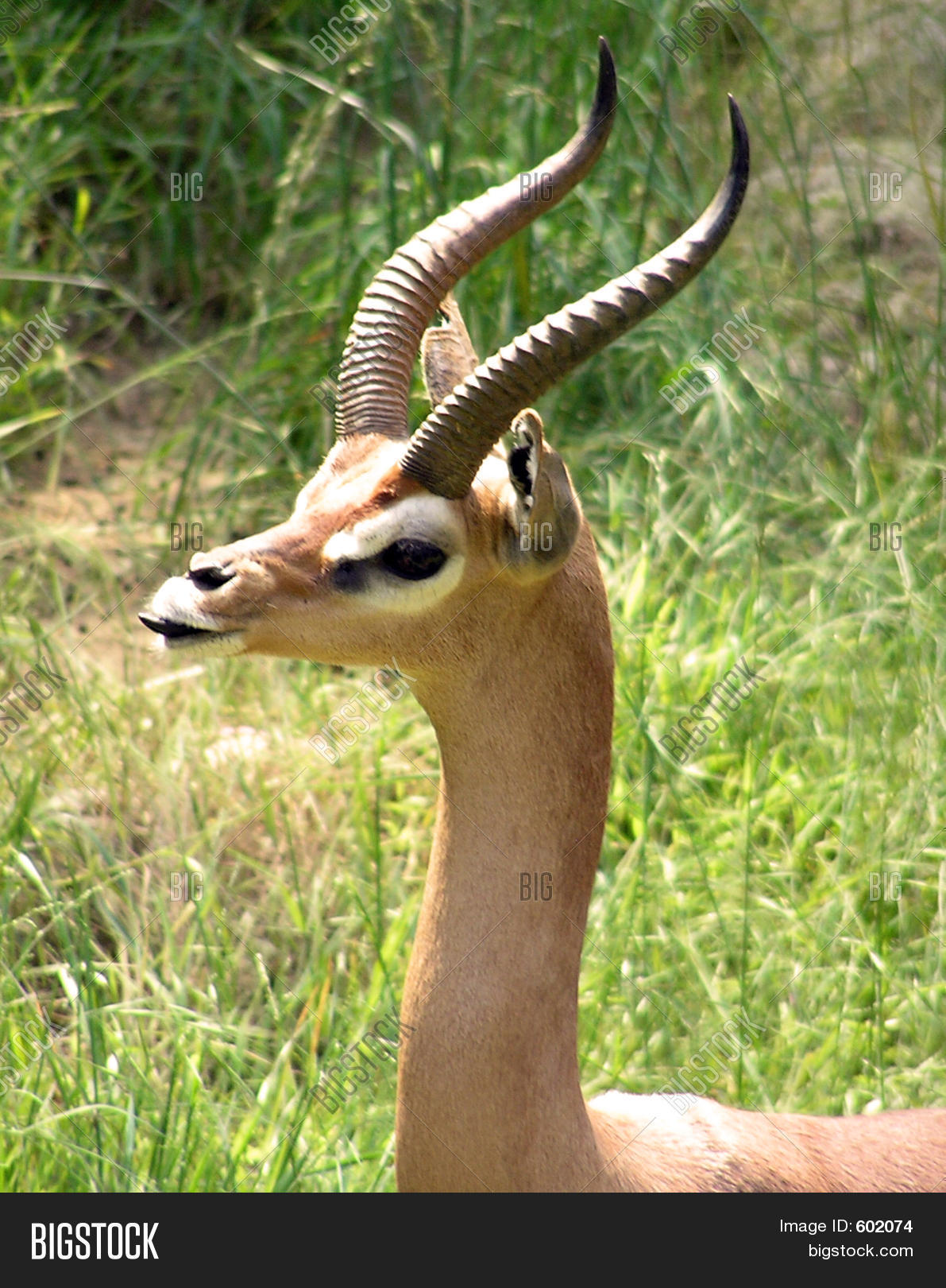 Gerenuk Horns Image & Photo (Free Trial) | Bigstock