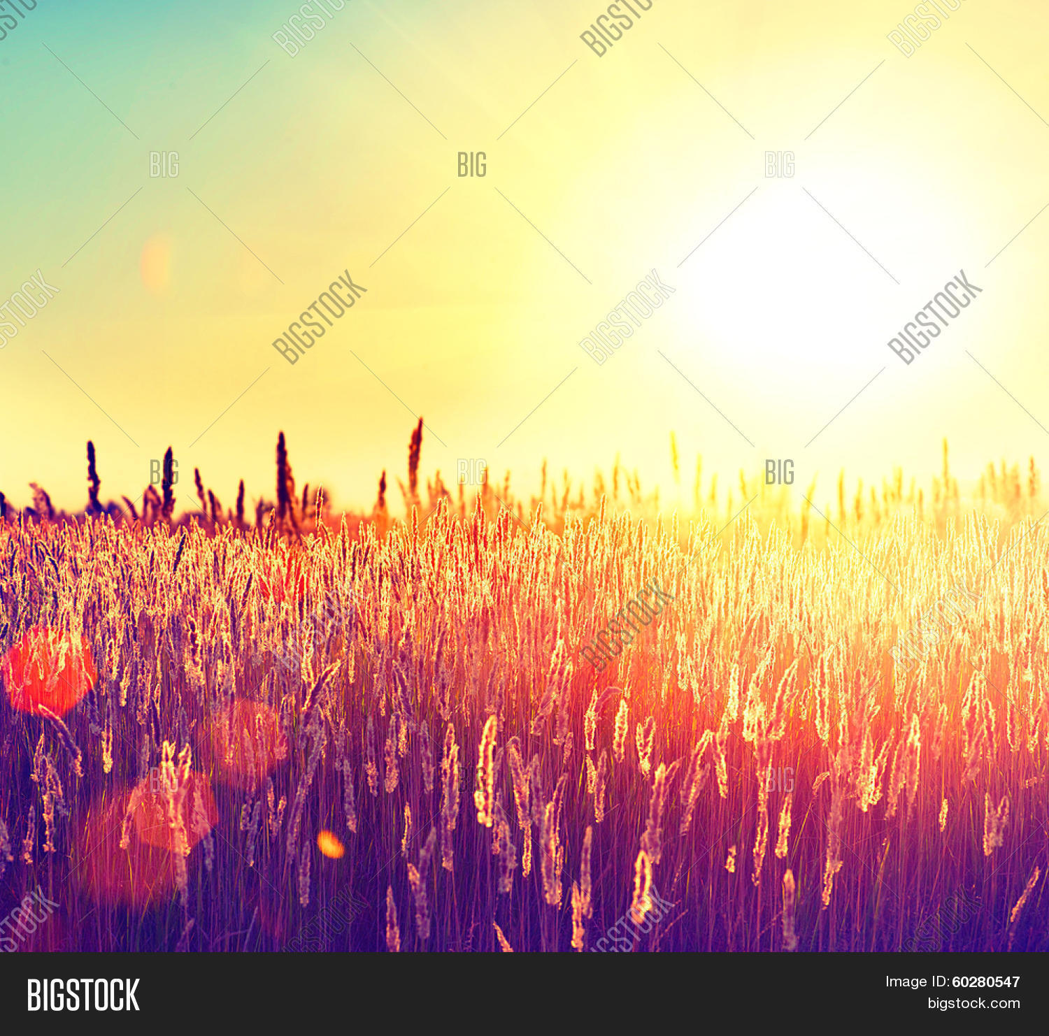 Field. Beautiful Image & Photo (Free Trial) | Bigstock