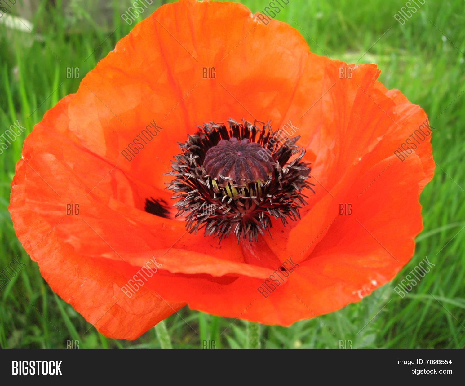 Scarlet Poppy Image & Photo (Free Trial) | Bigstock