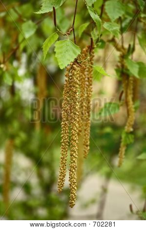 Birch Seed Image & Photo (Free Trial) | Bigstock