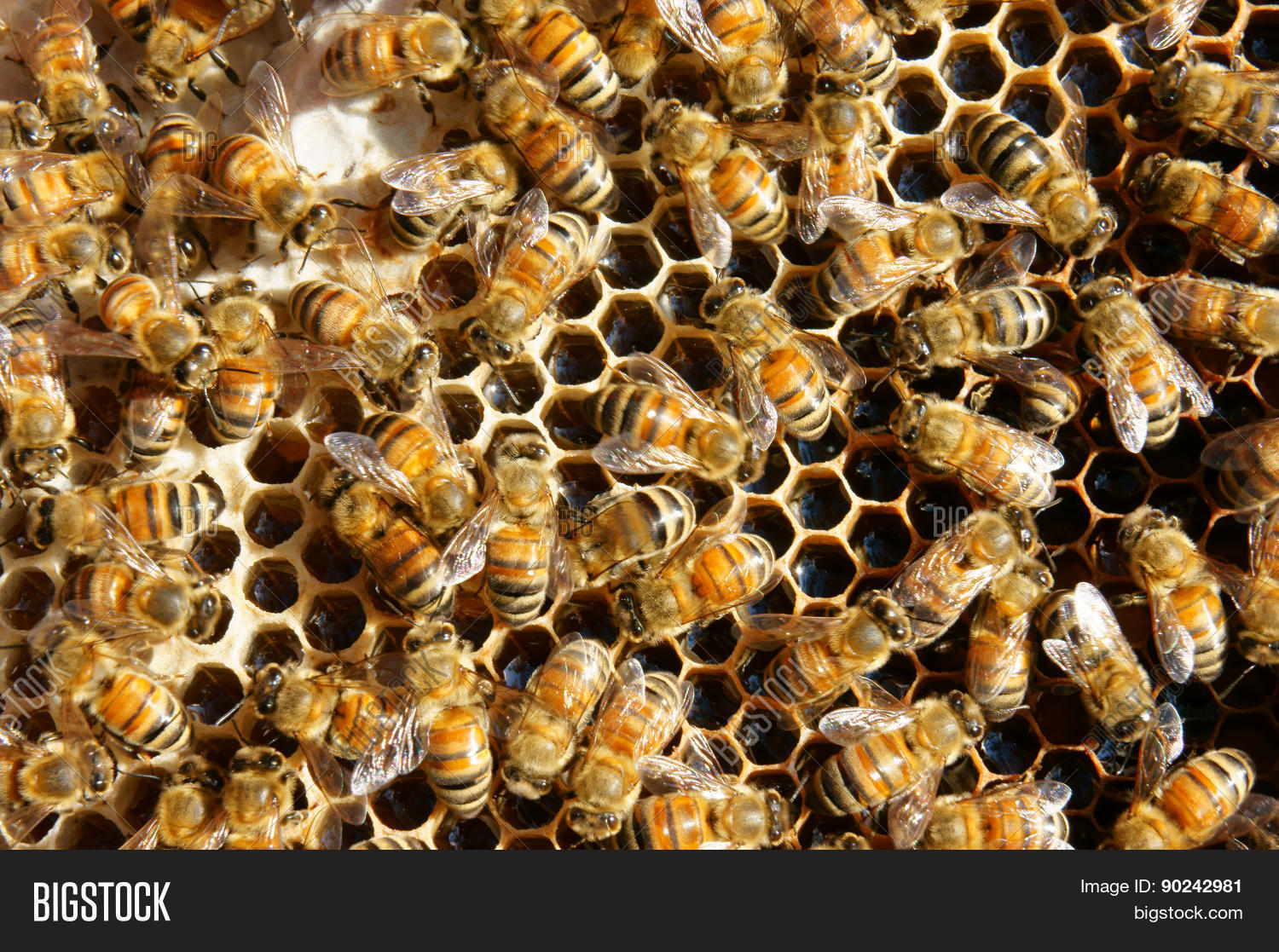 Beekeeping Vietnam, Image & Photo (Free Trial) | Bigstock