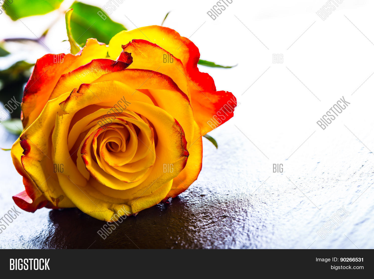 Orange Rose. Yellow Image & Photo (Free Trial) | Bigstock