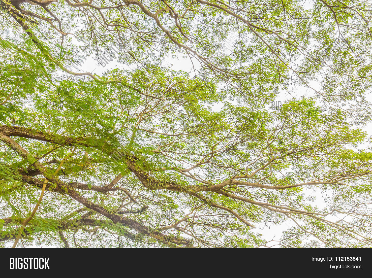Tree Branch Green Image & Photo (Free Trial) | Bigstock