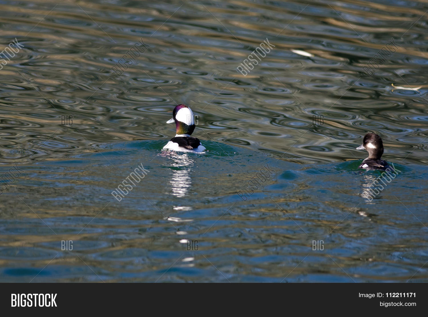 Pair Bufflehead Ducks Image & Photo (Free Trial) | Bigstock