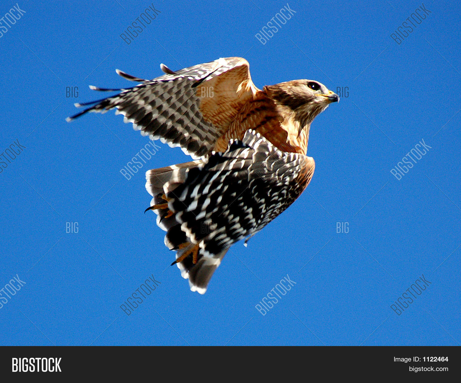Georgia Hawk Image & Photo (Free Trial) | Bigstock