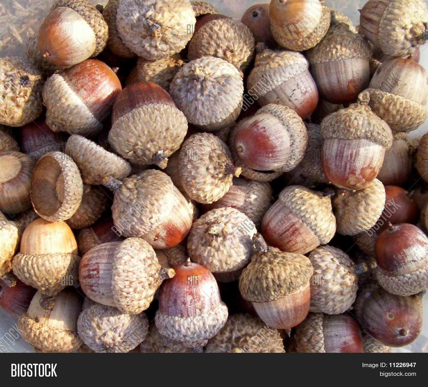 Close- Red Oak Acorns Image & Photo (Free Trial) | Bigstock