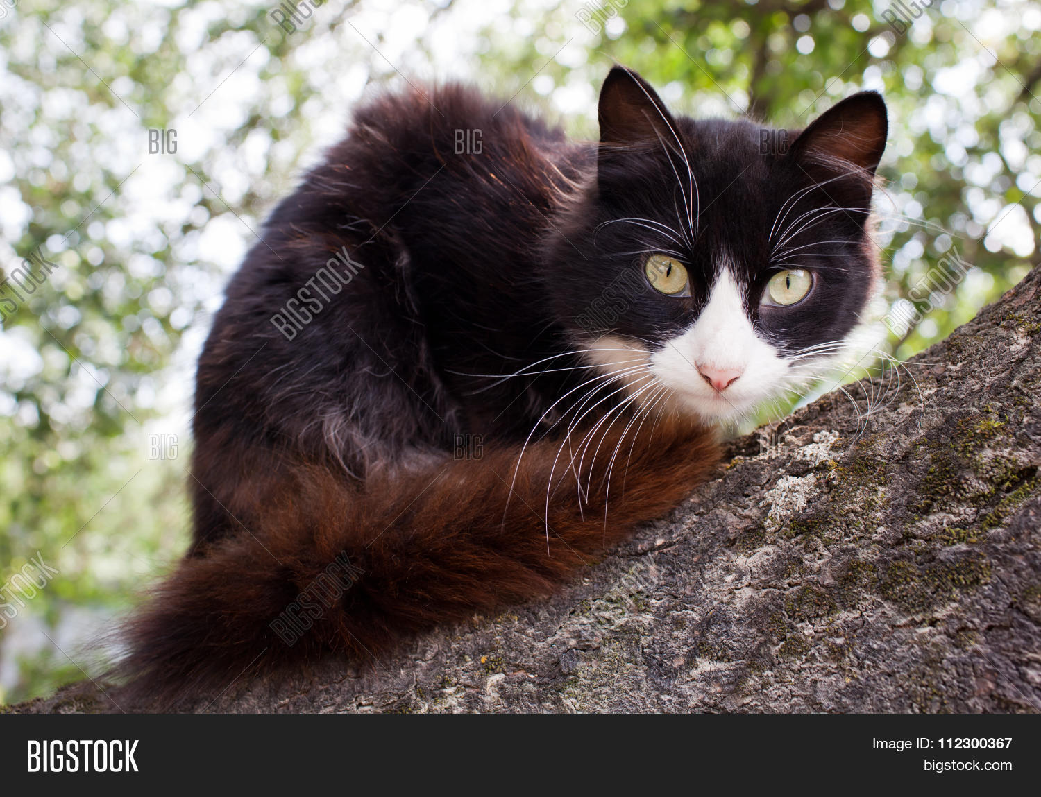 Cute Cat Tree Image & Photo (Free Trial) | Bigstock