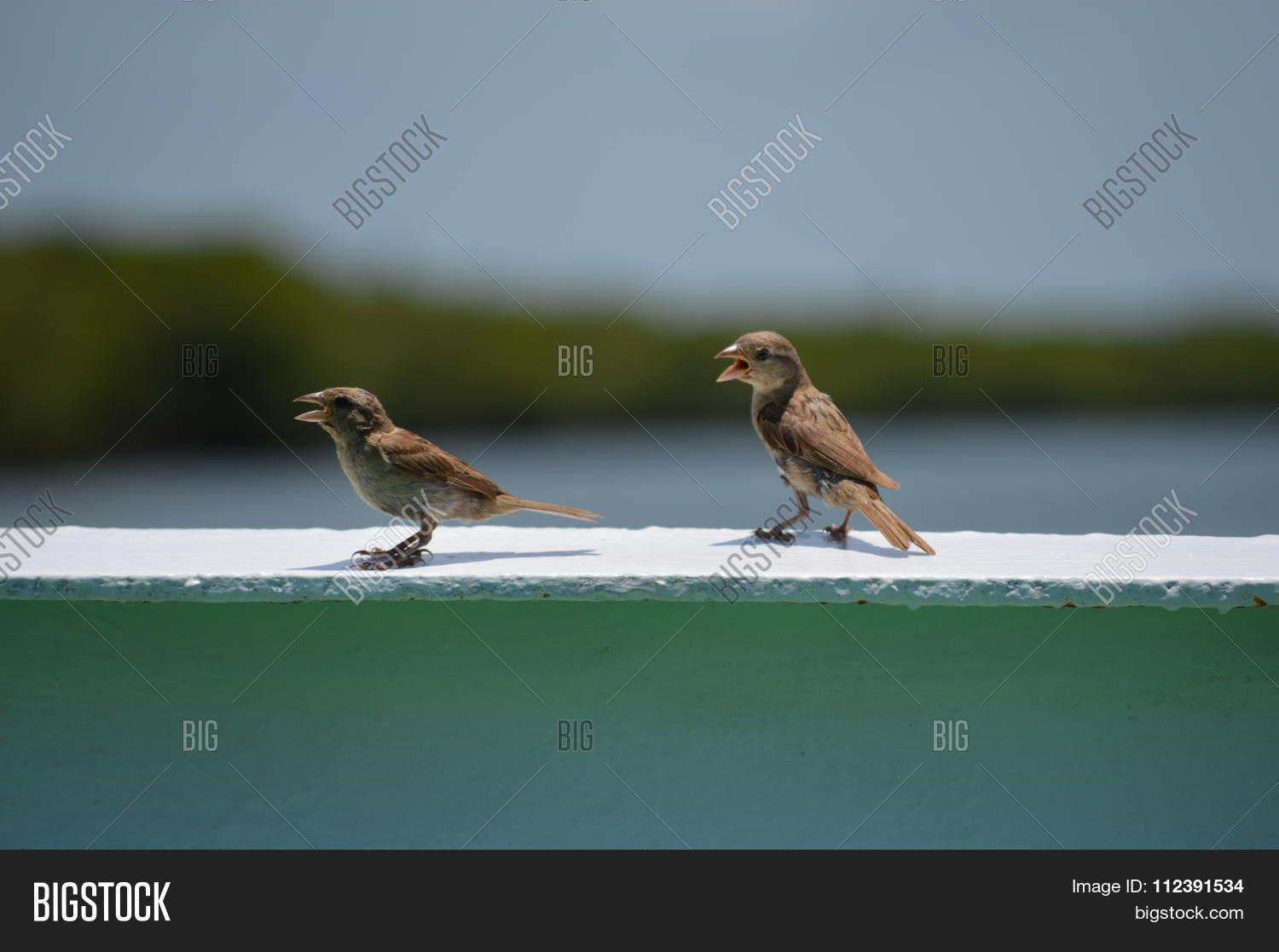 Birds Singing Image & Photo (Free Trial) | Bigstock