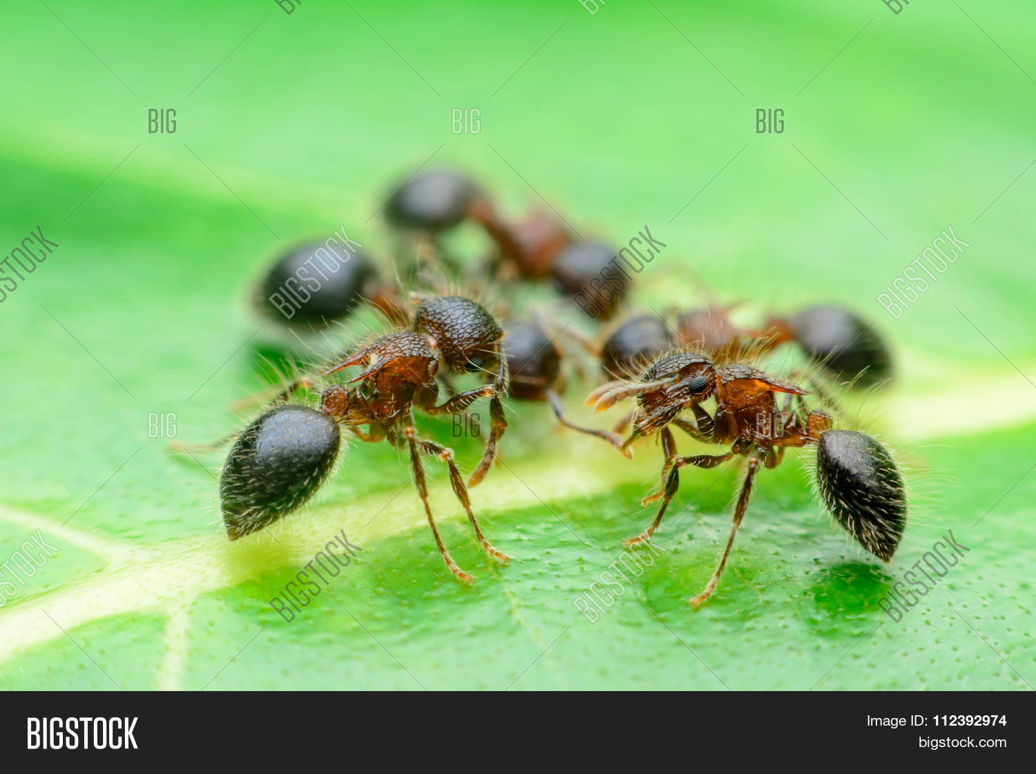 Ant Meeting Image & Photo (Free Trial) | Bigstock