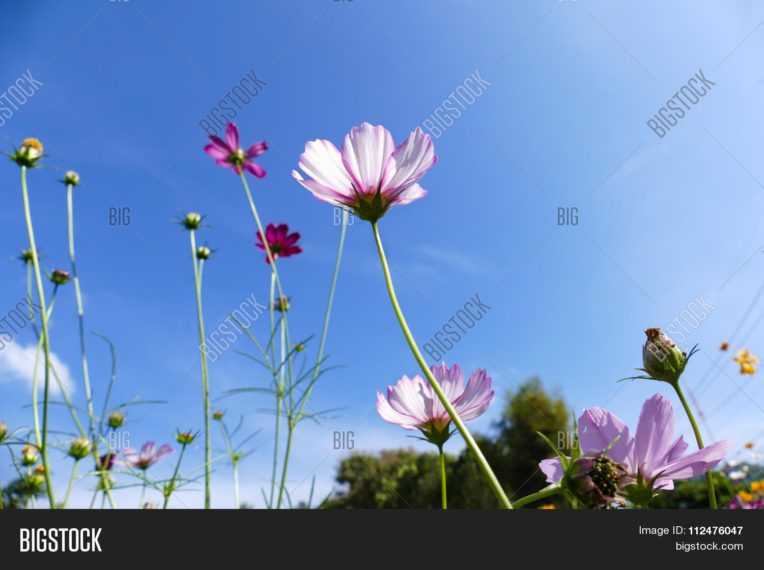 Cosmos Flower Meadow Image & Photo (Free Trial) | Bigstock