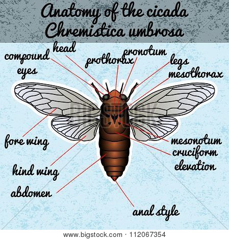 Insect vector en foto (gratis proefversie) | Bigstock