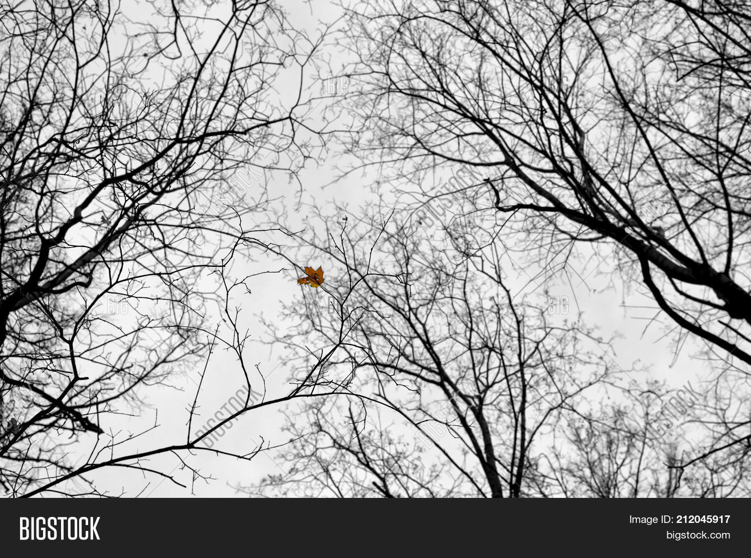 Naked Tree Branches Image & Photo (Free Trial) | Bigstock