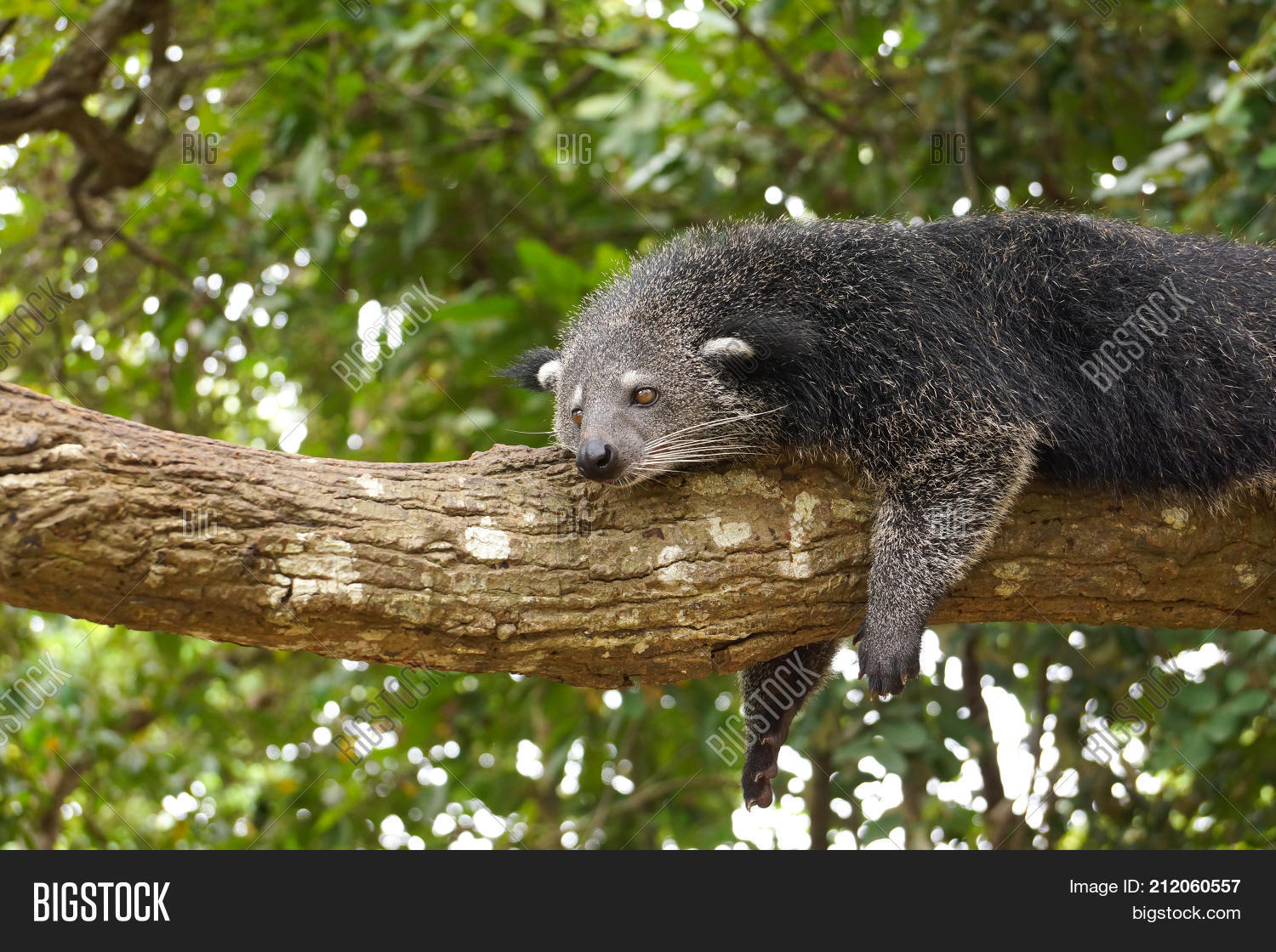 Bearcat Sleeping On Image & Photo (Free Trial) | Bigstock