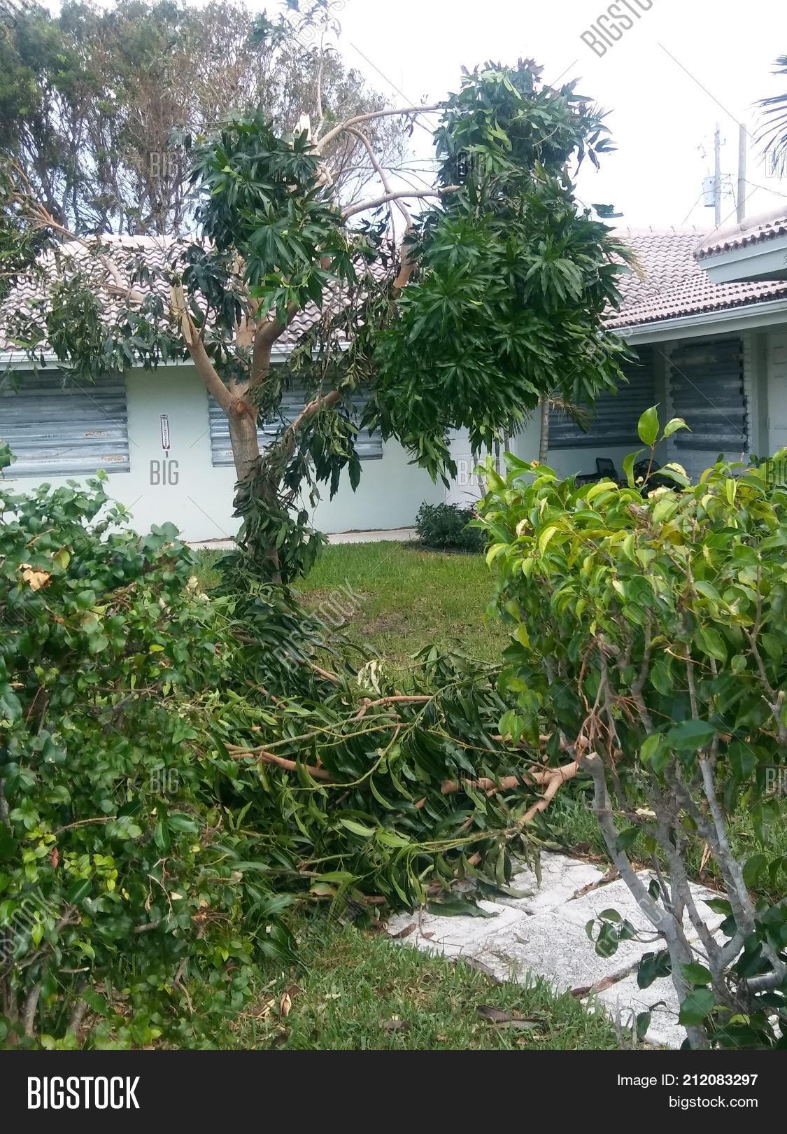 Tree Destroy. By Image & Photo (Free Trial) | Bigstock