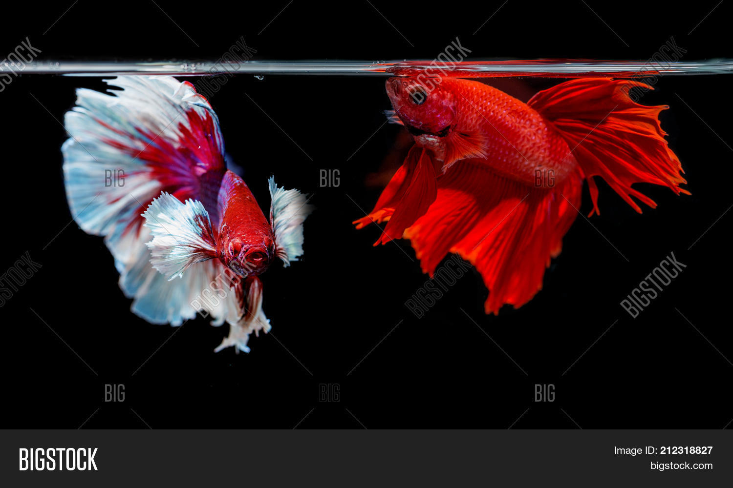 Two Siamese Fighting Image & Photo (Free Trial) | Bigstock