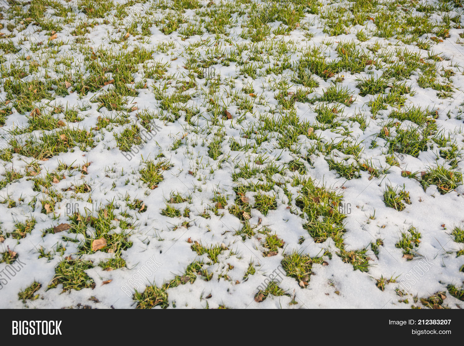 Lawn Grass Under Snow Image & Photo (Free Trial) | Bigstock