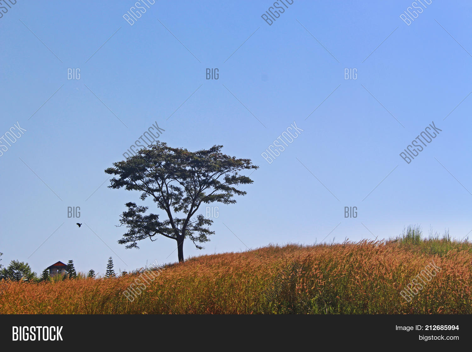 Stand Alone Tree On Image & Photo (Free Trial) | Bigstock