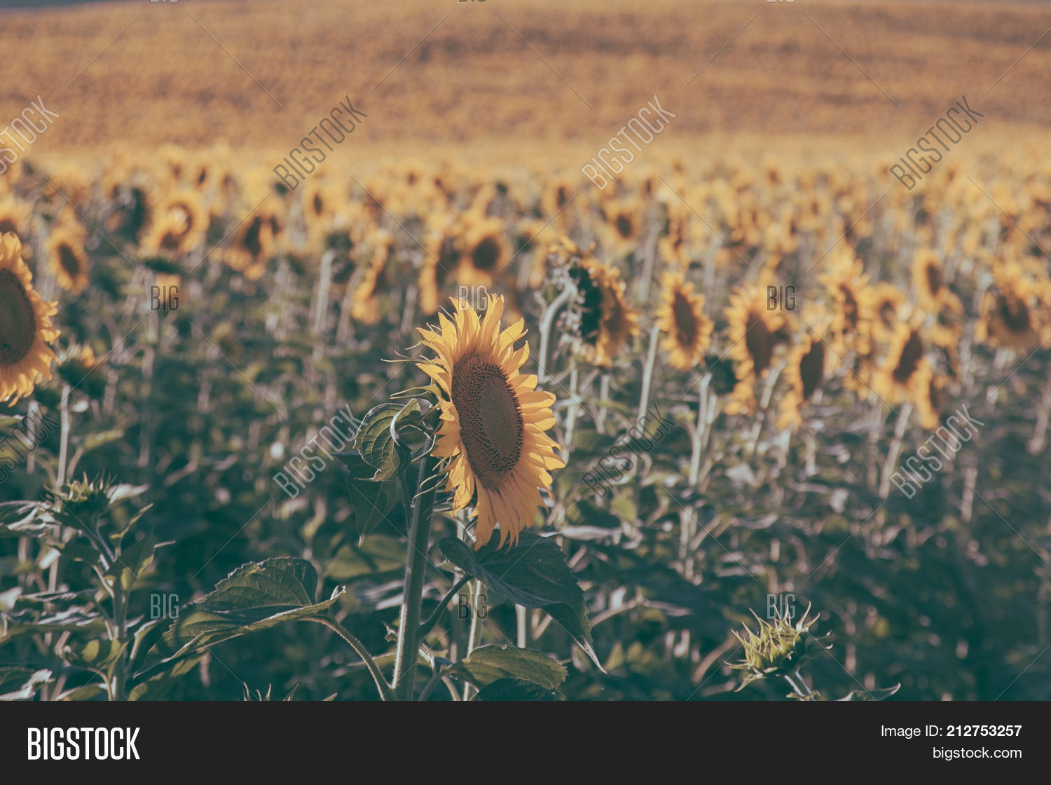 Sunflowers Texture Image & Photo (Free Trial) | Bigstock