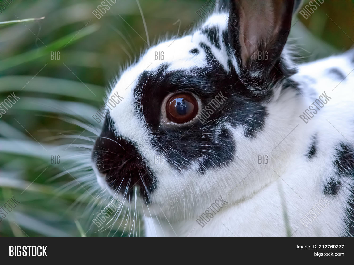 European Domestic Image & Photo (Free Trial) | Bigstock