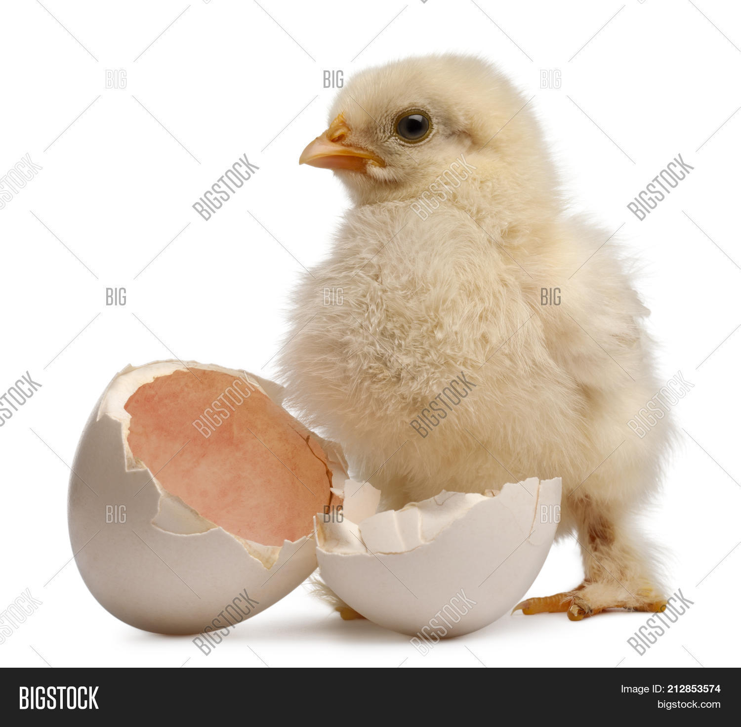 Chick Pekin, Breed Image & Photo (Free Trial) | Bigstock
