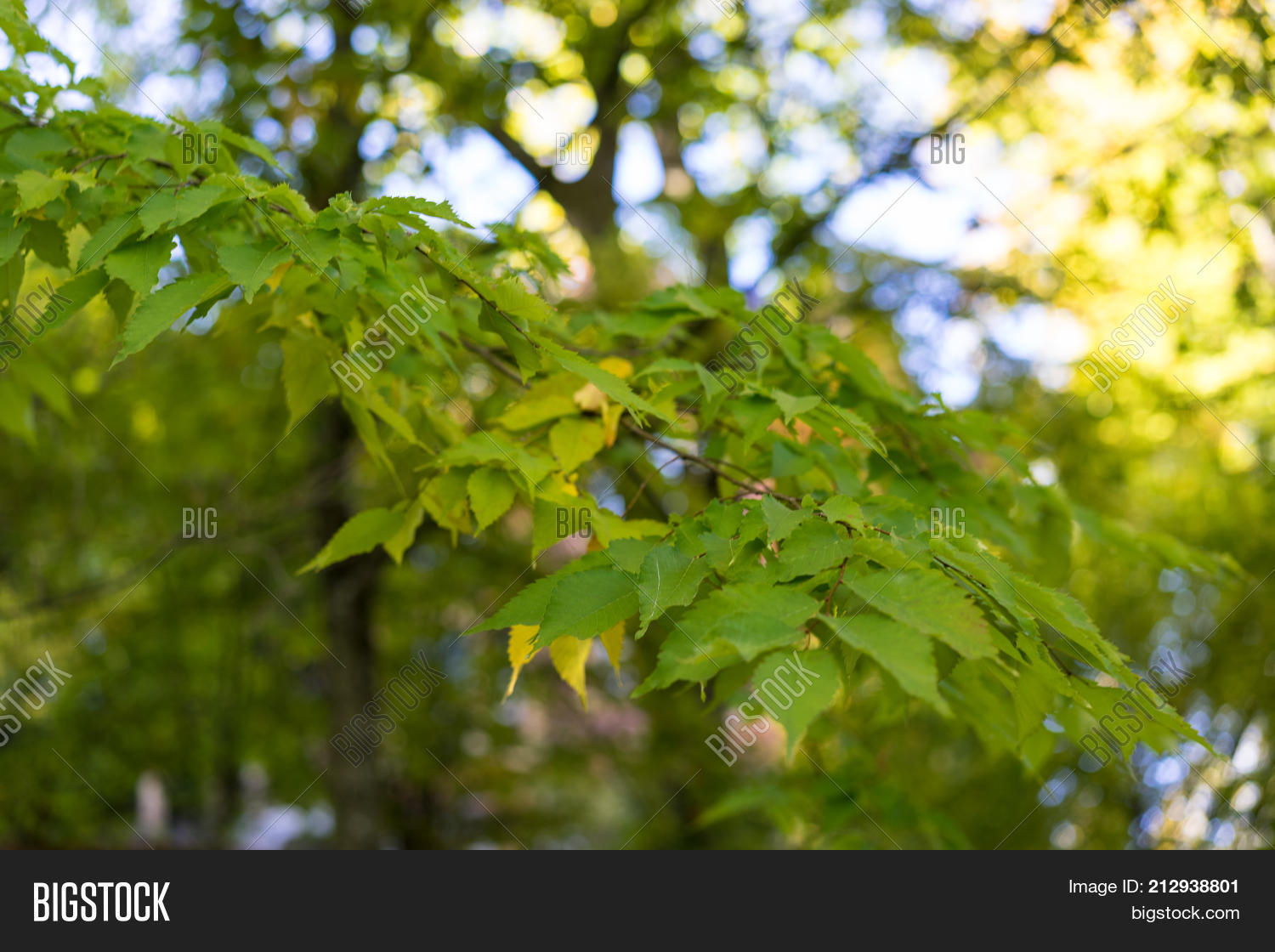 Leaves Japanese Image & Photo (Free Trial) | Bigstock