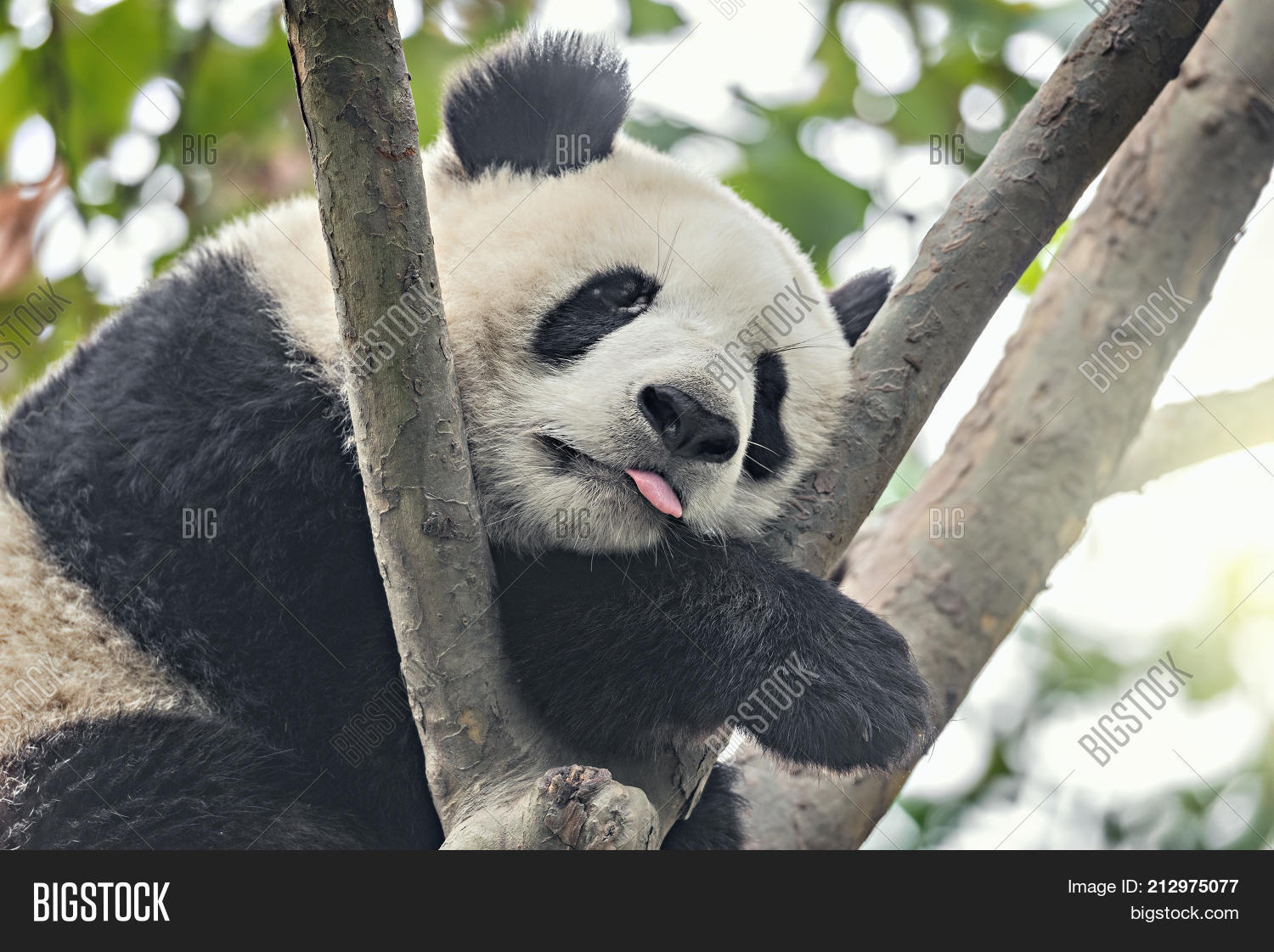 Giant Panda Sleeps On Image & Photo (Free Trial) | Bigstock